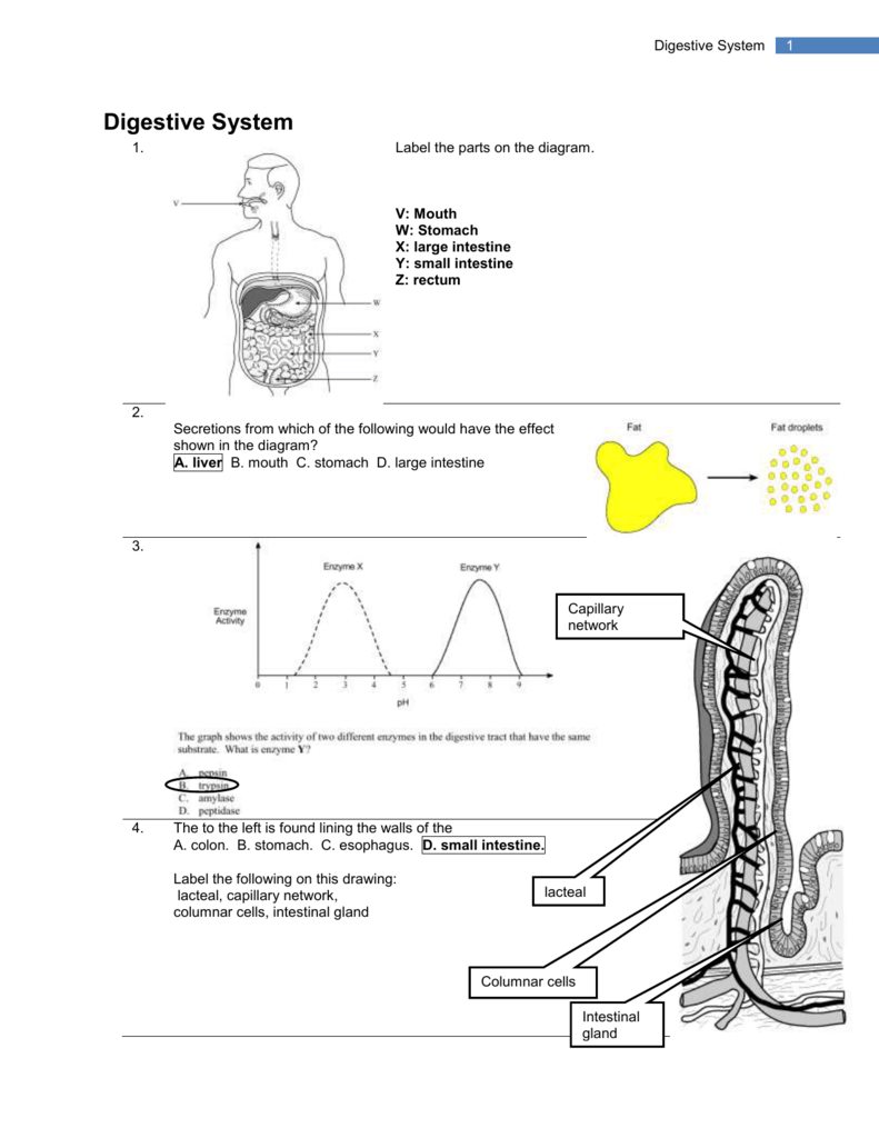 Biology 12 Digestive System Review Biology 12 Digestive System Review