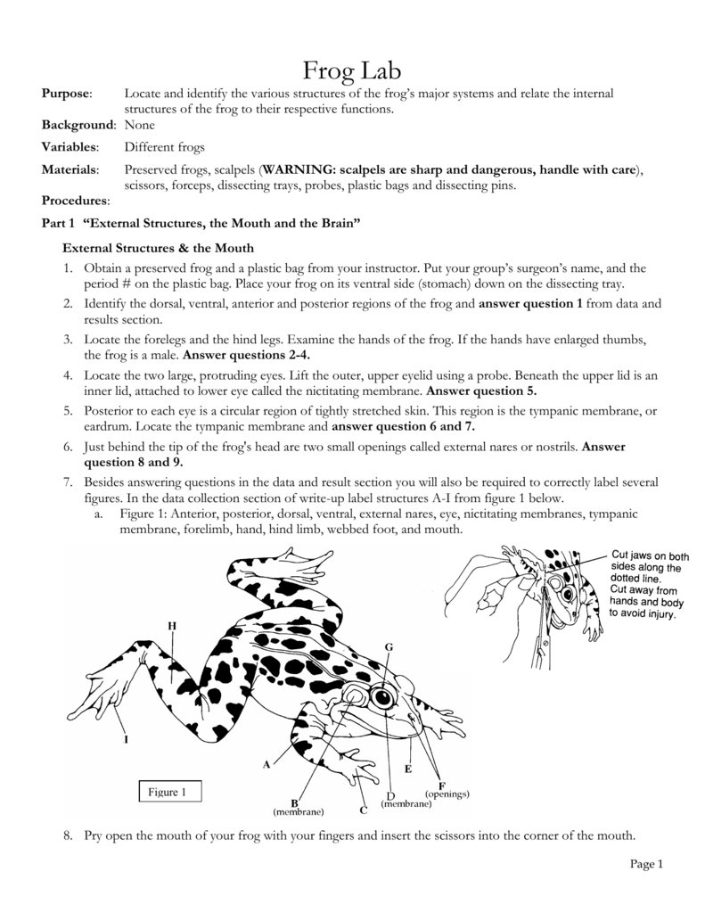 Biology Junction Frog Dissection Atilaweek Biology Junction Frog Dissection Atilaweek