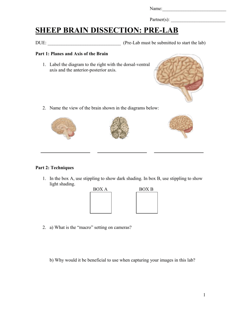 SHEEP BRAIN DISSECTION Rosedalegrade12biology