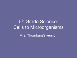 Year 8 Cells - Revision Questions