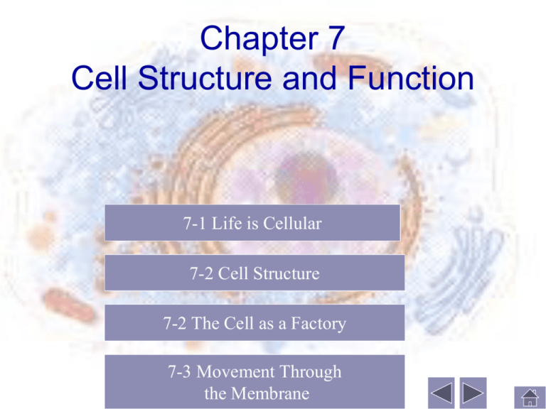 Chapter 7 Cell Structure And Function