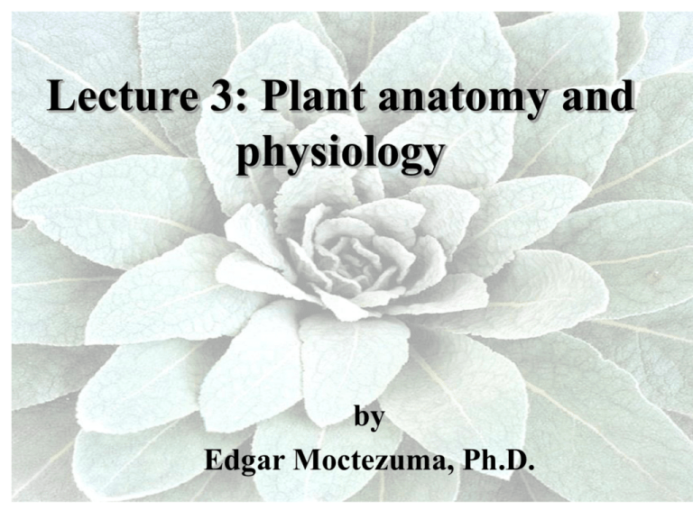 Lecture 3 Plant Anatomy And Physiology