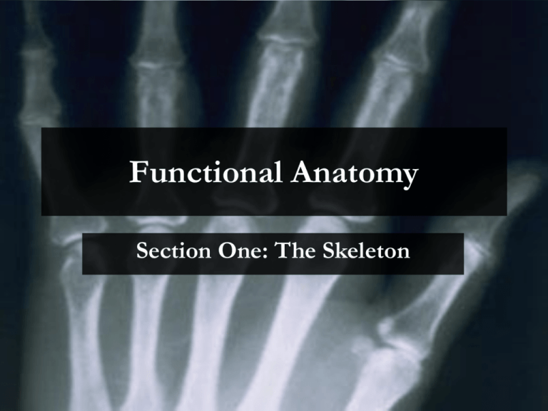 Functional Anatomy Functional Anatomy
