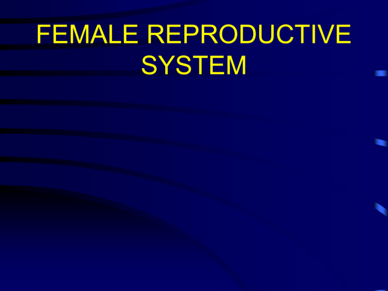 Female Reproductive System Text