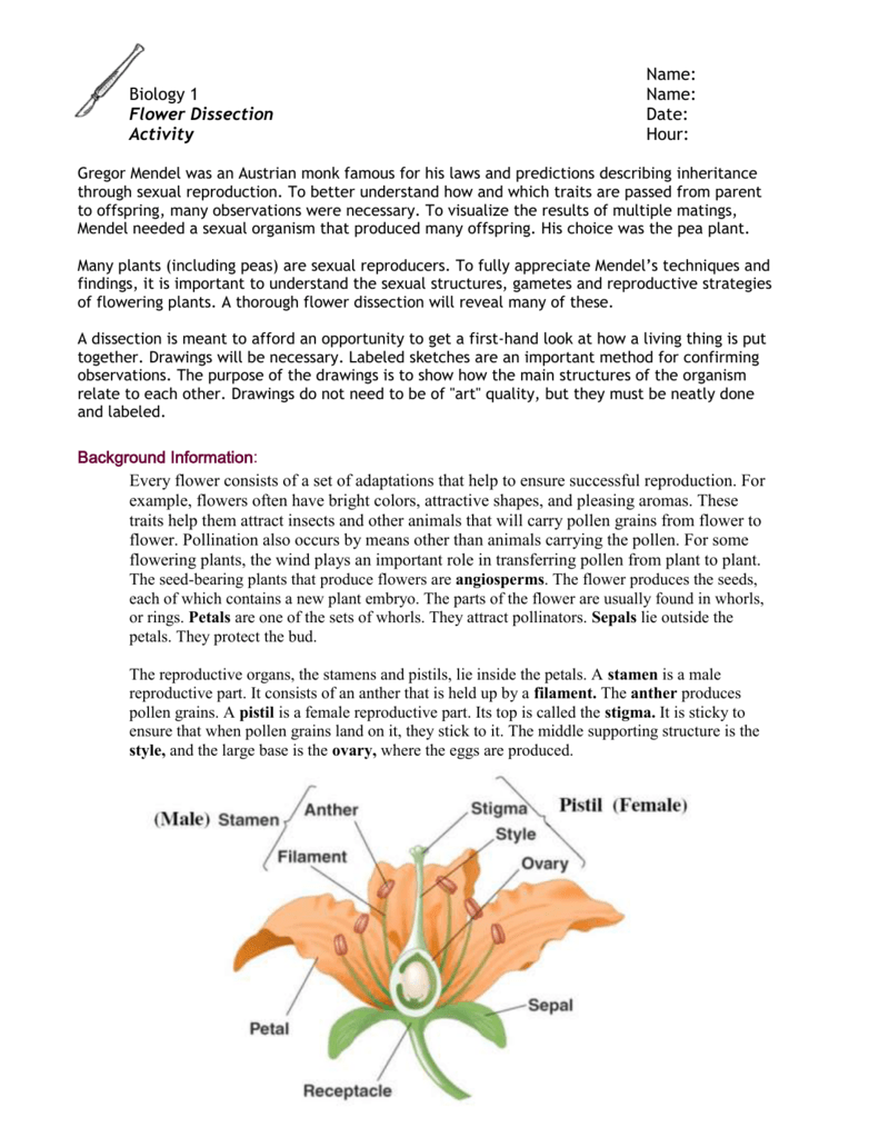 Flower Dissection Lab