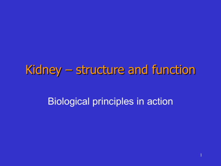 Kidney Structure And Function Rfosbery