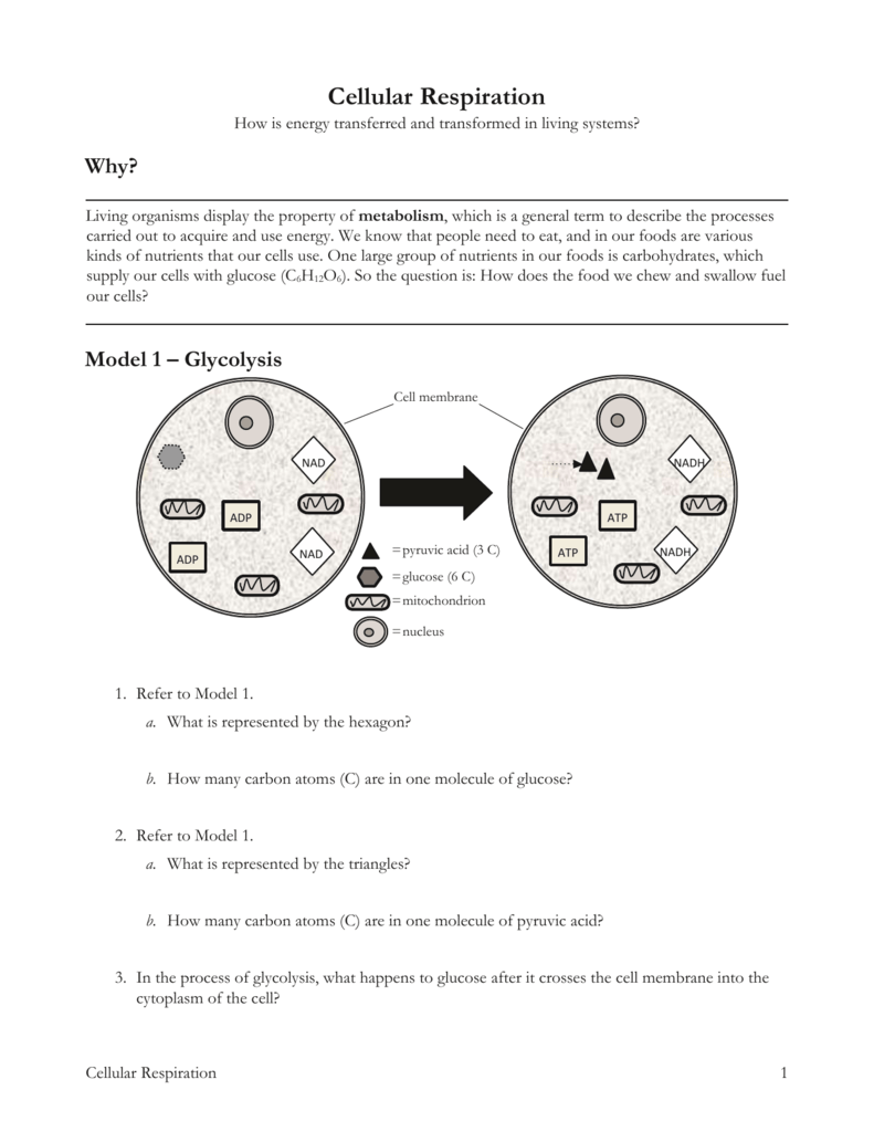 13 Cellular Respiration S 13 Cellular Respiration S