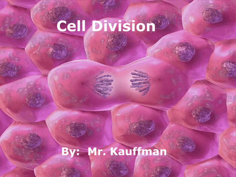 Cell Division Cell Division