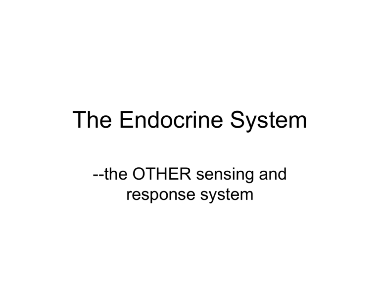 The Endocrine System