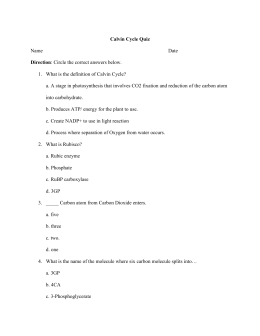 The Calvin Cycle Chapter 6.2 Worksheet