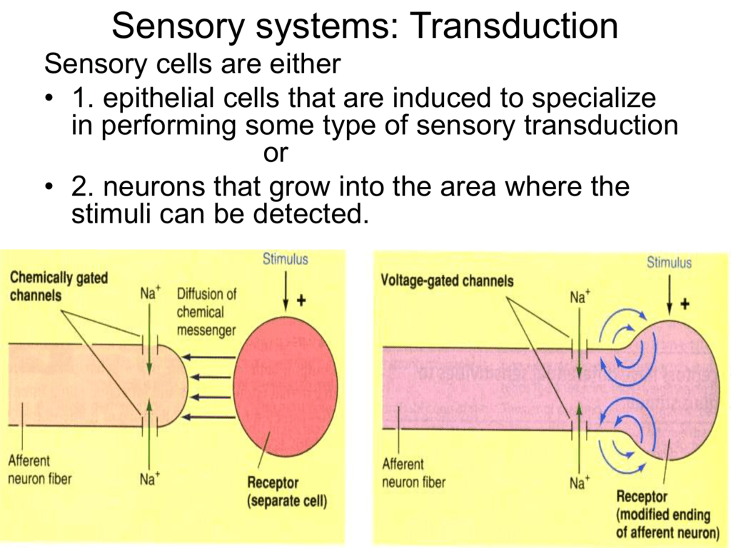 Visual System Sensory Transduction Visual System Sensory Transduction