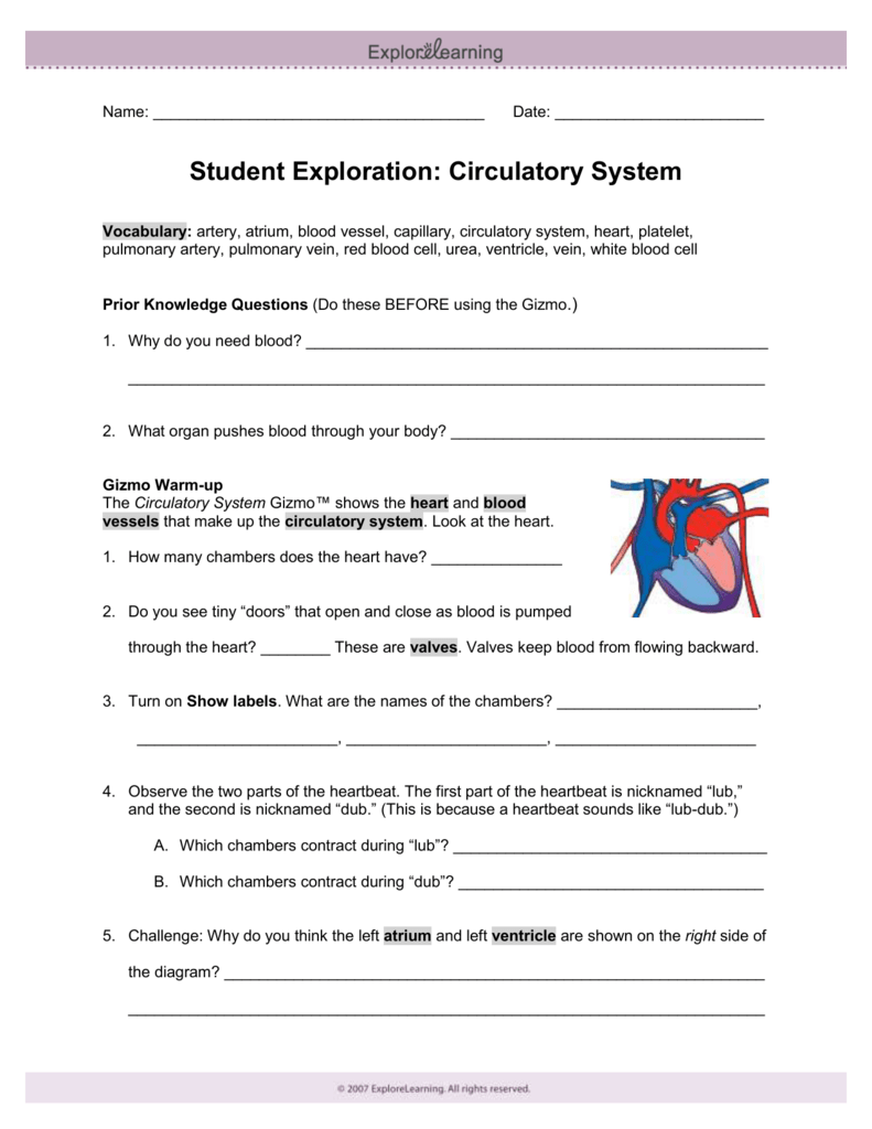 Circulatory System Gizmo Circulatory System Gizmo