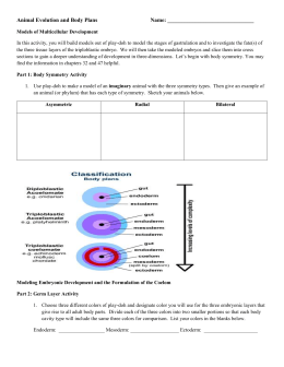 Embryo Clay Model Answers