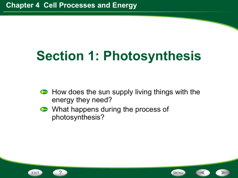 Chapter 4 Cell Processes And Energy