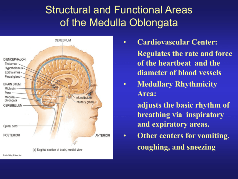 Structural And Functional Areas Of The Medulla Oblongata Structural And Functional Areas Of The Medulla Oblongata