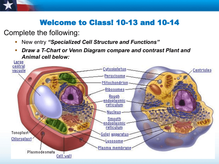 Cell Structures And Functions 10 12 And 10 13