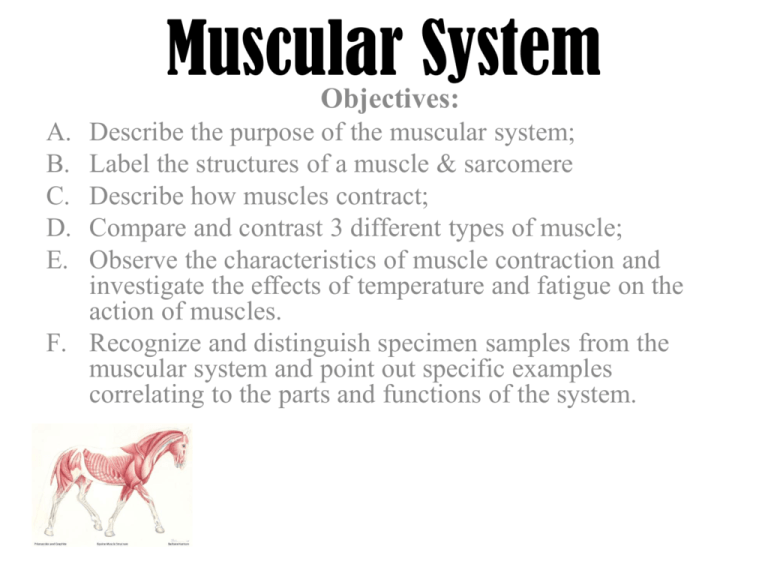 What Is The Purpose Of A Muscular System 