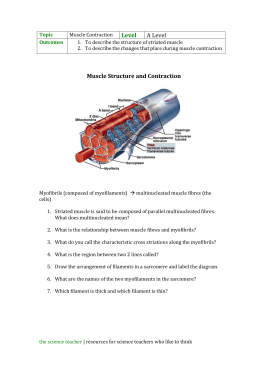 Steps of a Muscle Contraction