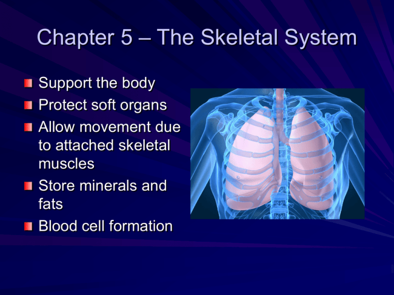 Chapter 5 The Skeletal System