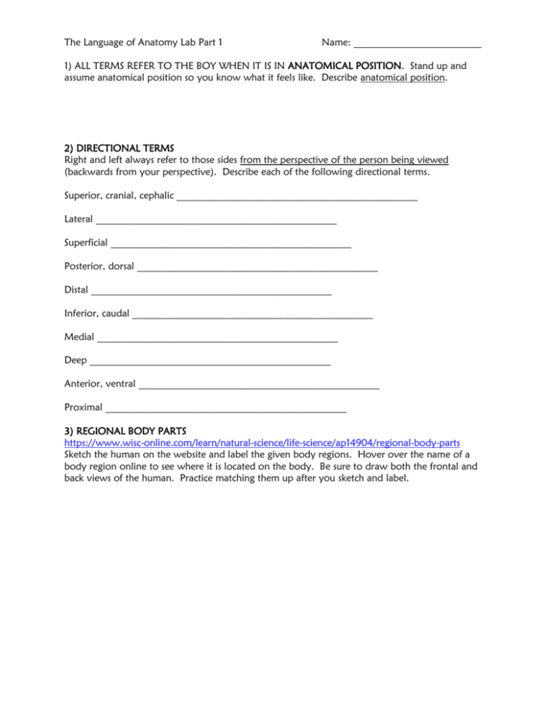 The Language Of Anatomy Lab Part 1 Name 1 ALL TERMS REFER