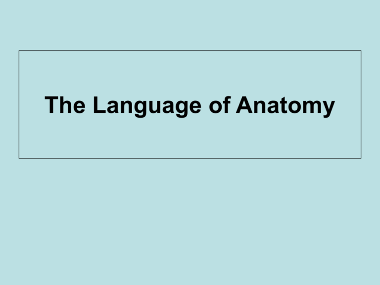The Language Of Anatomy