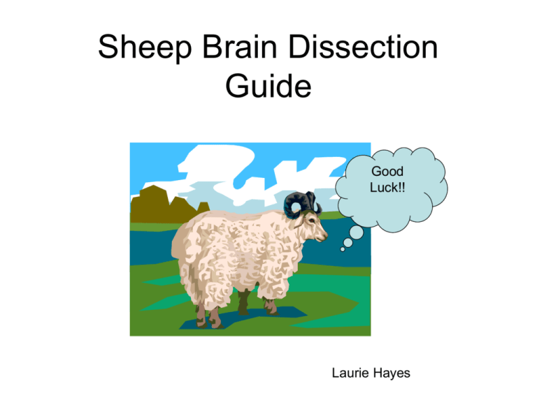 Sheep Brain Dissection Guide Cart Sheep Brain Dissection Guide Cart