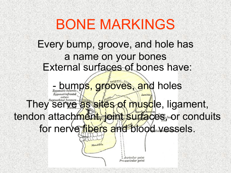 BONE MARKINGS BONE MARKINGS