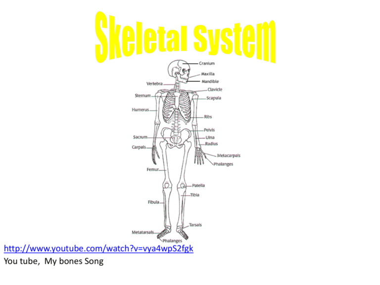 Skeletal System Unit 4 Skeletal System Unit 4