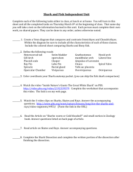 shark dichotomous Key