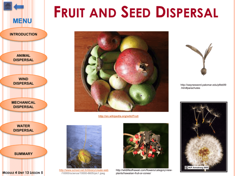Fruit And Seed Dispersal Fruit And Seed Dispersal