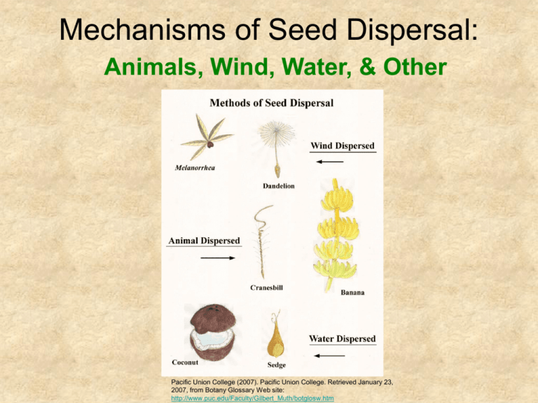 Mechanisms Of Seed Dispersal Mechanisms Of Seed Dispersal