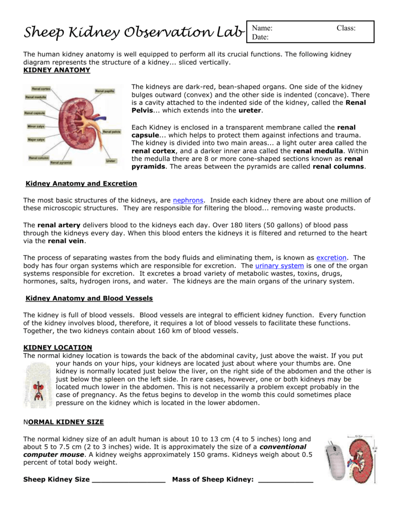 Sheep Kidney Observation Lab Sheep Kidney Observation Lab