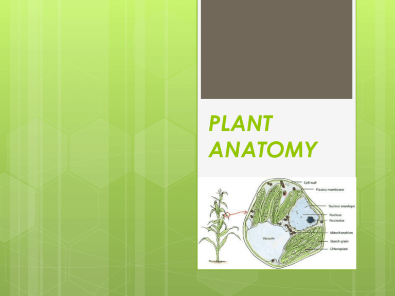 PLANT ANATOMY