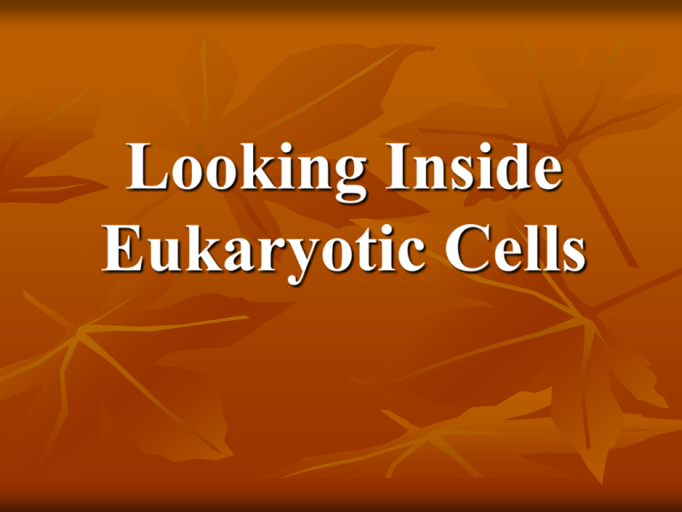 Parts Of A Cell 3