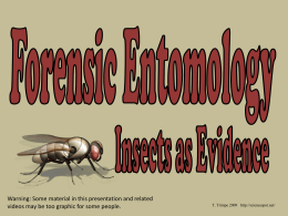 Forensic Entomology Review Key