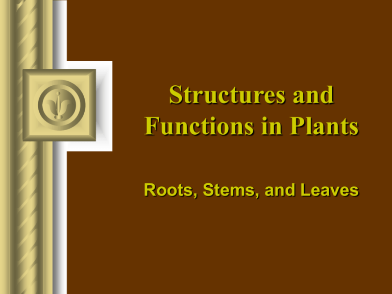 Structures And Functions In Plants