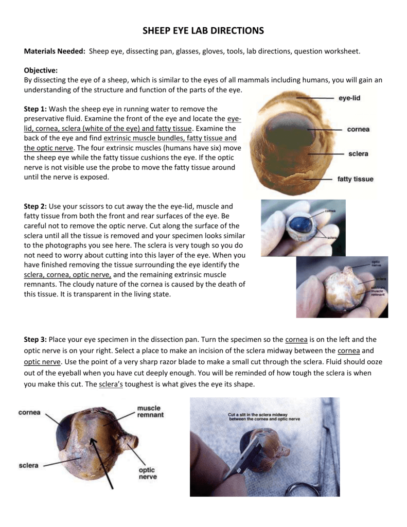 SHEEP EYE LAB DIRECTIONS SHEEP EYE LAB DIRECTIONS
