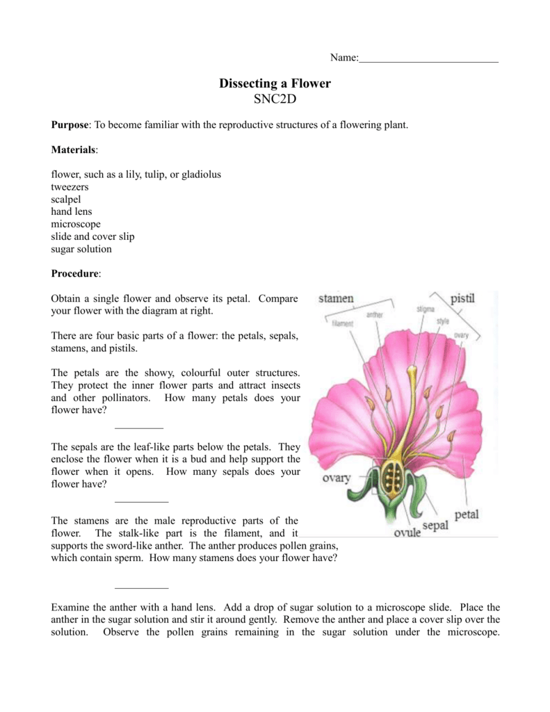 Flower Dissection Lab Activity Worksheet Answers Best Flower Site