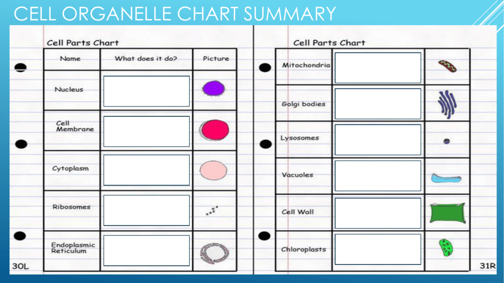 Cell Organelle Chart Summary