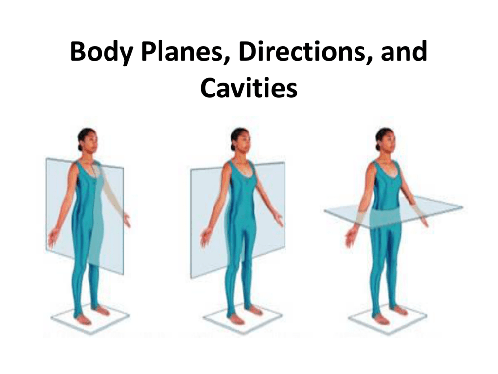 Body Planes Directions And Cavities Body Planes Directions And Cavities