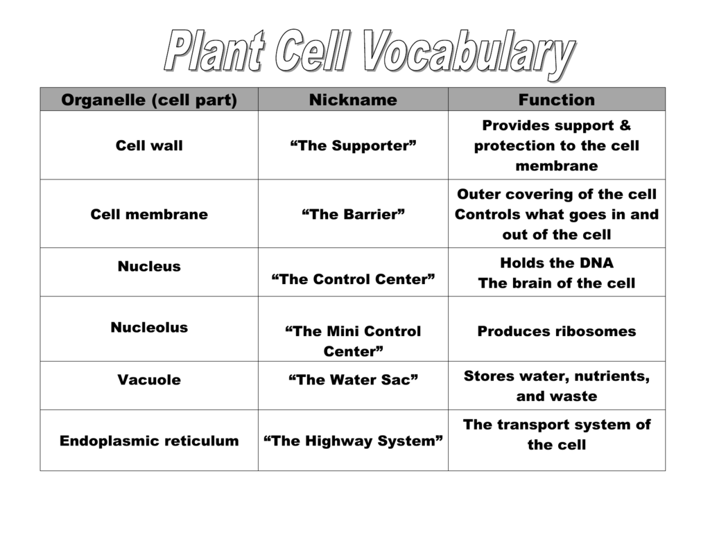 Functions Of Plant Organelles Functions Of Plant Organelles