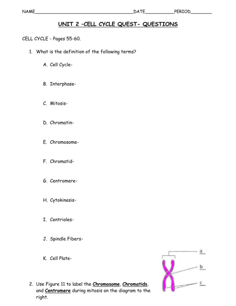 Cell Cycle QUESTIONS Cell Cycle QUESTIONS