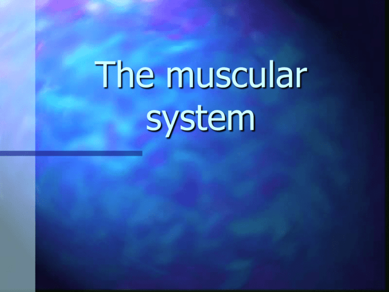 The Muscular System
