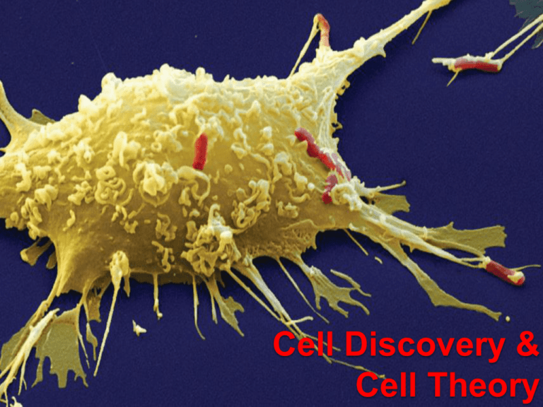 Notes Cell Discovery
