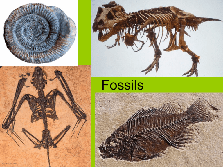 Fossils Fossils