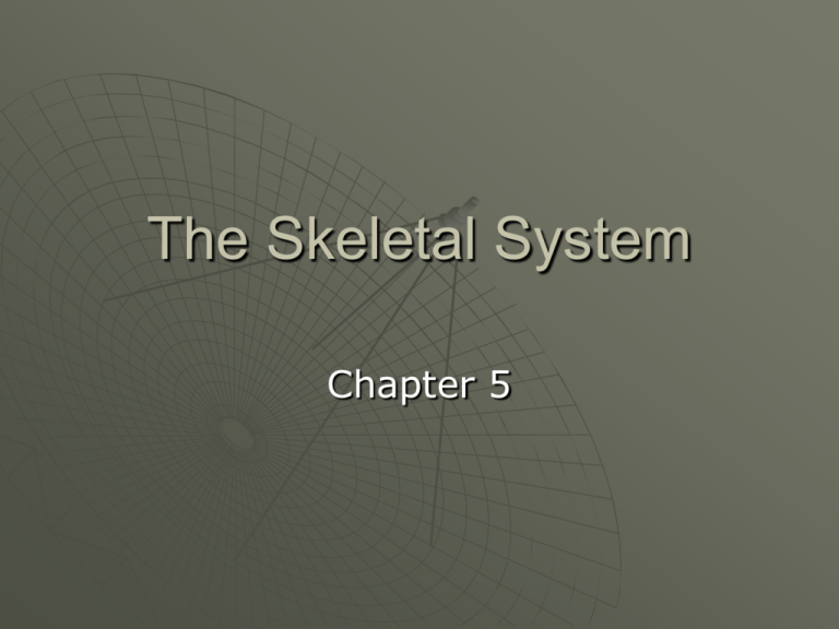 The Skeletal System