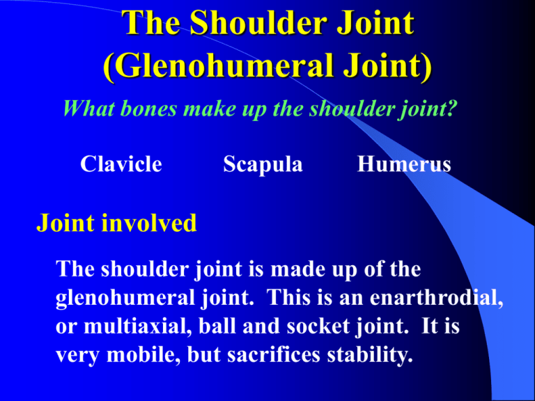 The Shoulder Joint