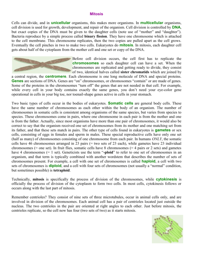 Mitosis And Meiosis Reading Mitosis And Meiosis Reading