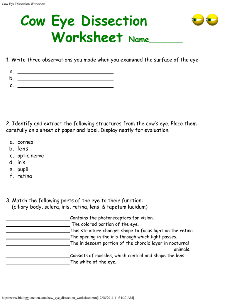 Cow Eye Dissection Worksheet
