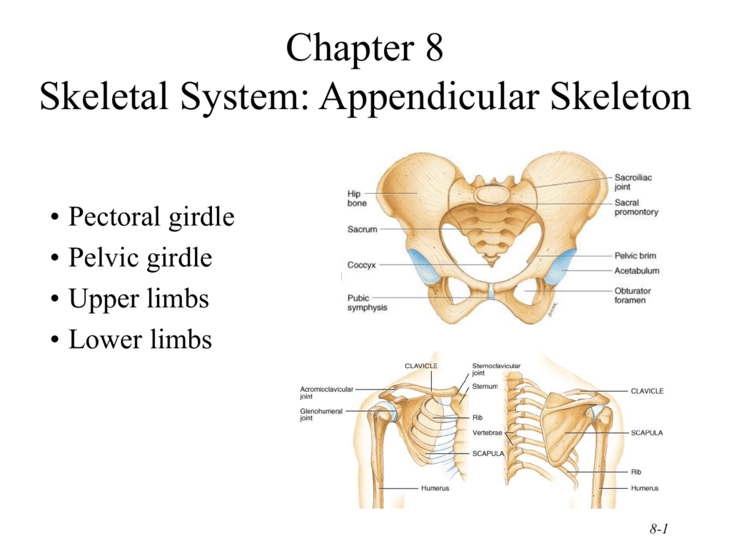 INTRODUCTION TO THE APPENDICULAR SKELETON